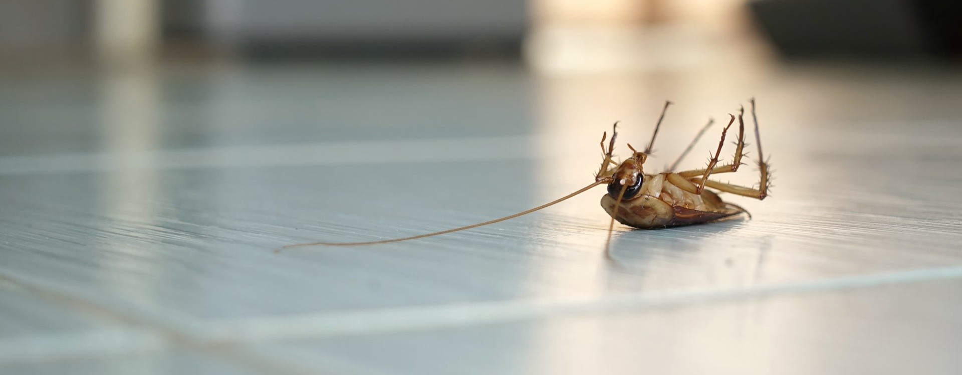 Xtrim Contracting W.L.L. | A Complete Pest Control Service Provider in ...